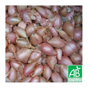 Echalote Bio par 500g